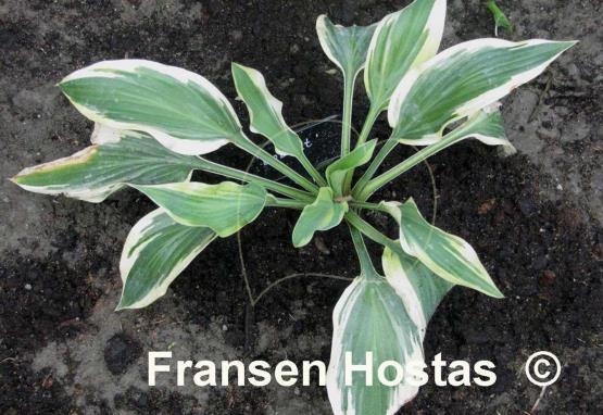 Hosta Bobcat - Fransen Hostas